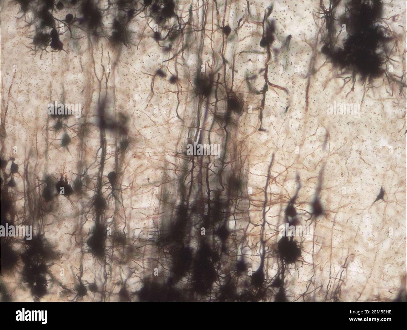 Histology stain hi-res stock photography and images - Alamy