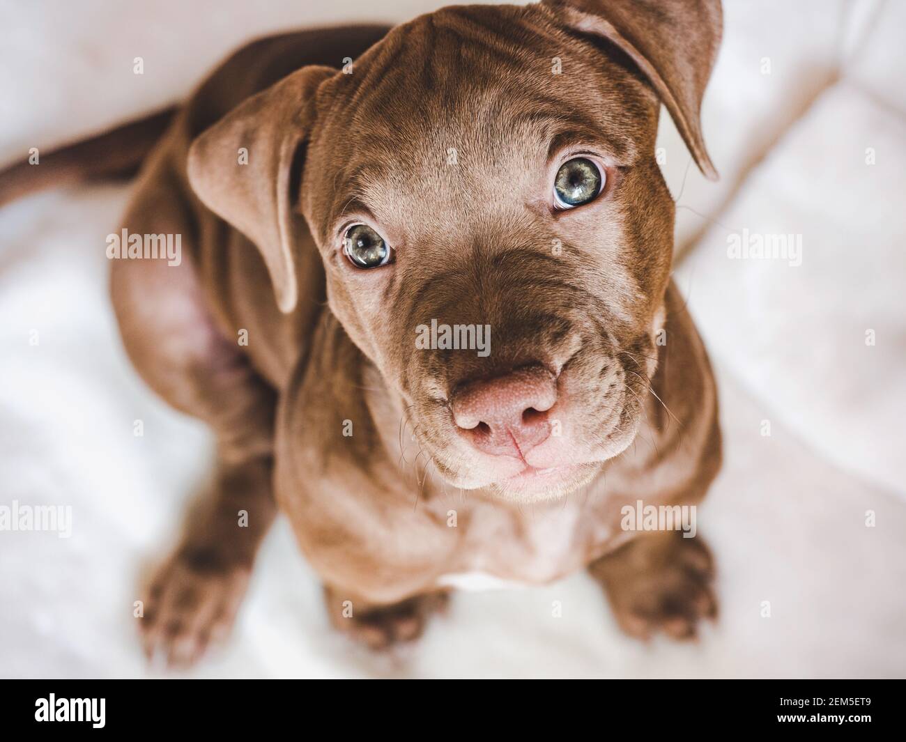 Charming, pretty puppy of brown color. Close-up, indoor. Day light ...