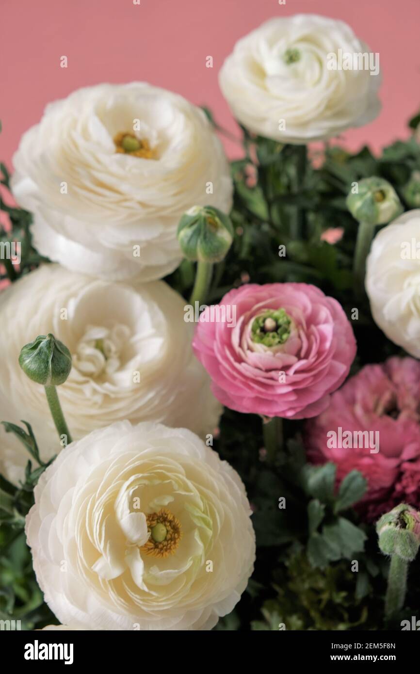 Ranunculus pink and white flowers on a light pink background ...