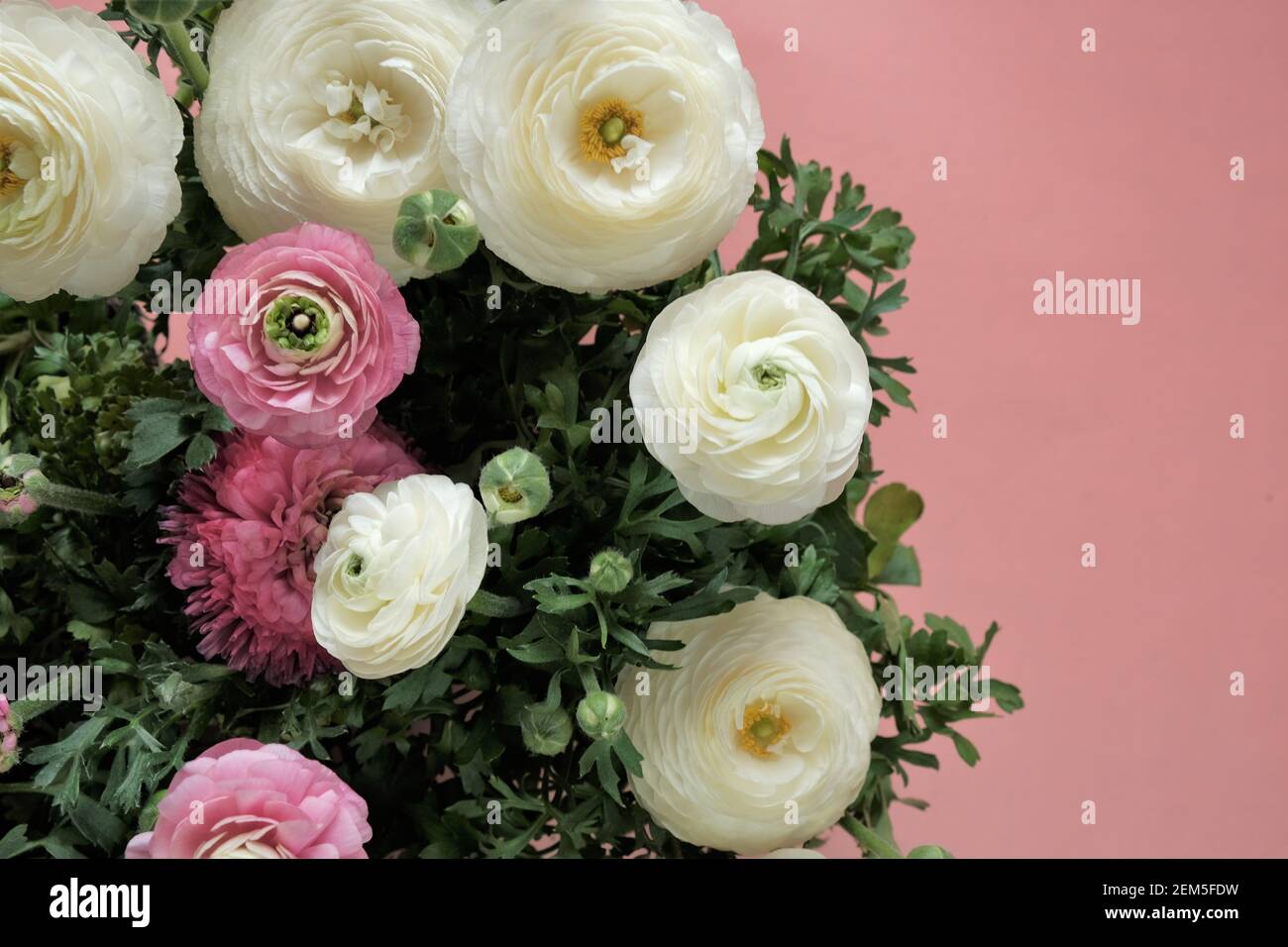Ranunculus pink and white flowers on a light pink background ...