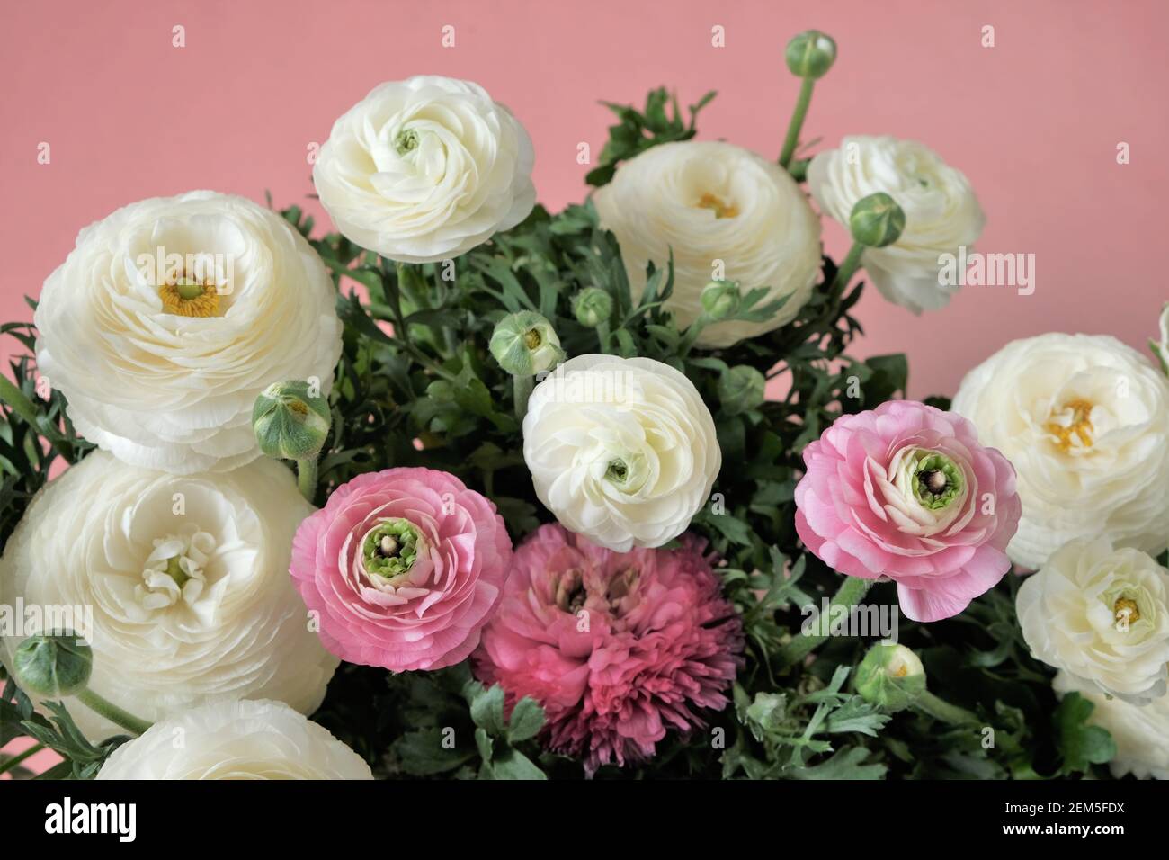 Ranunculus pink and white flowers on a pink background. Ranunculus ...