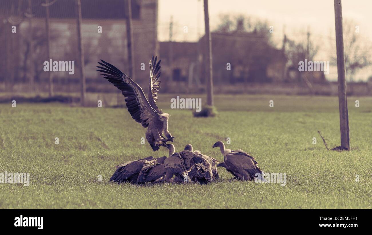Vultures Flying Group High Resolution Stock Photography and Images - Alamy