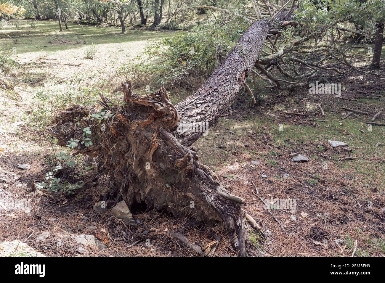 Tree after storm hi-res stock photography and images - Alamy