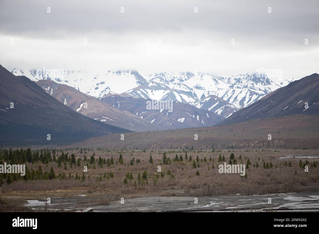 Denali Park Alaska, Spring Landscape still Stock Photo - Alamy