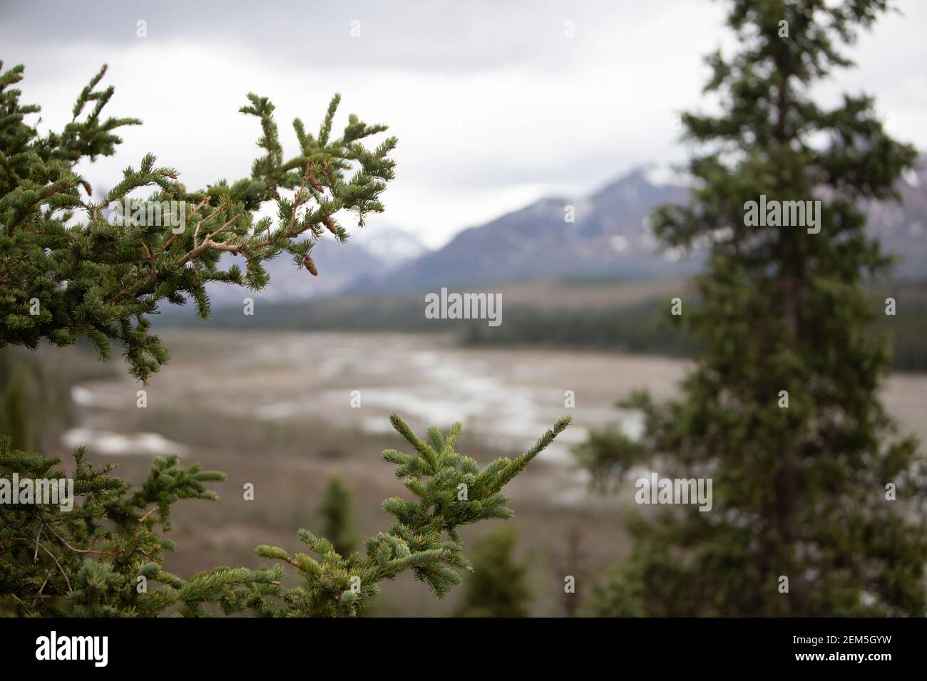 Denali Park Alaska, Spring Landscape still Stock Photo - Alamy