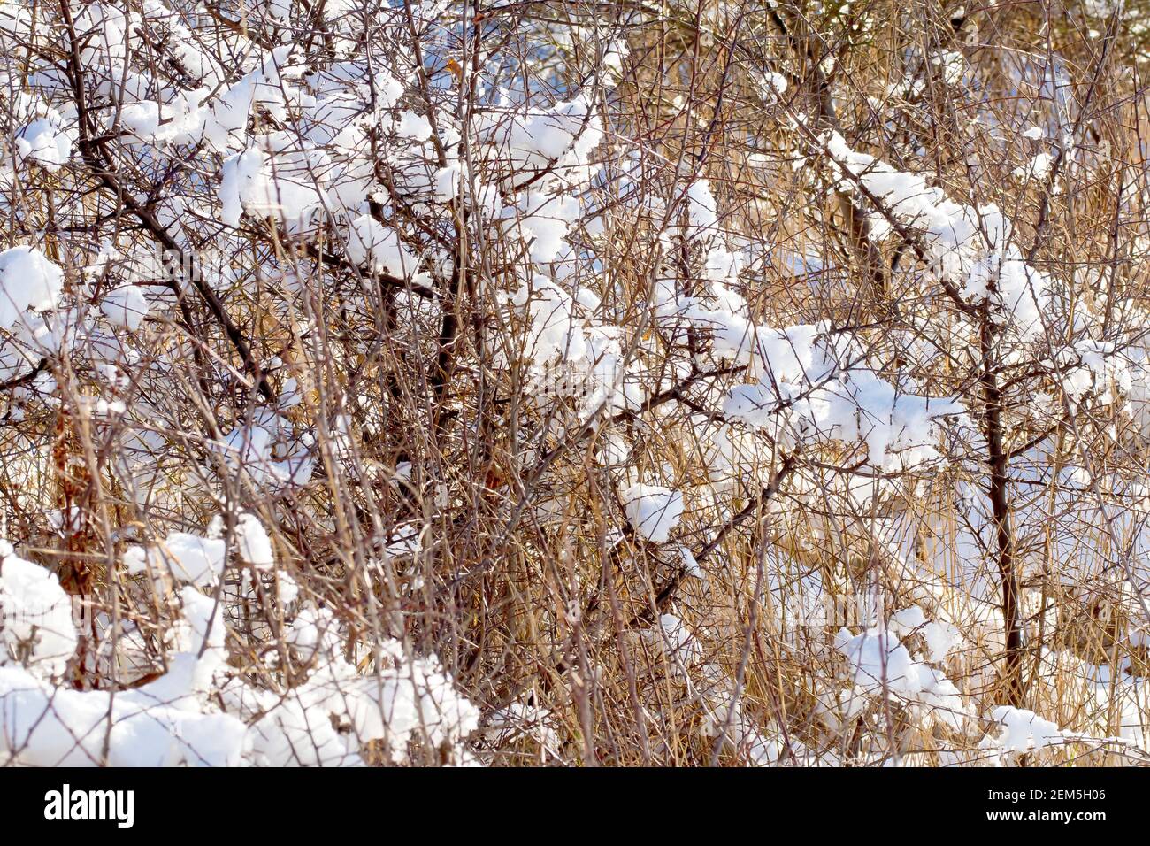 Tangled Bush High Resolution Stock Photography and Images - Alamy