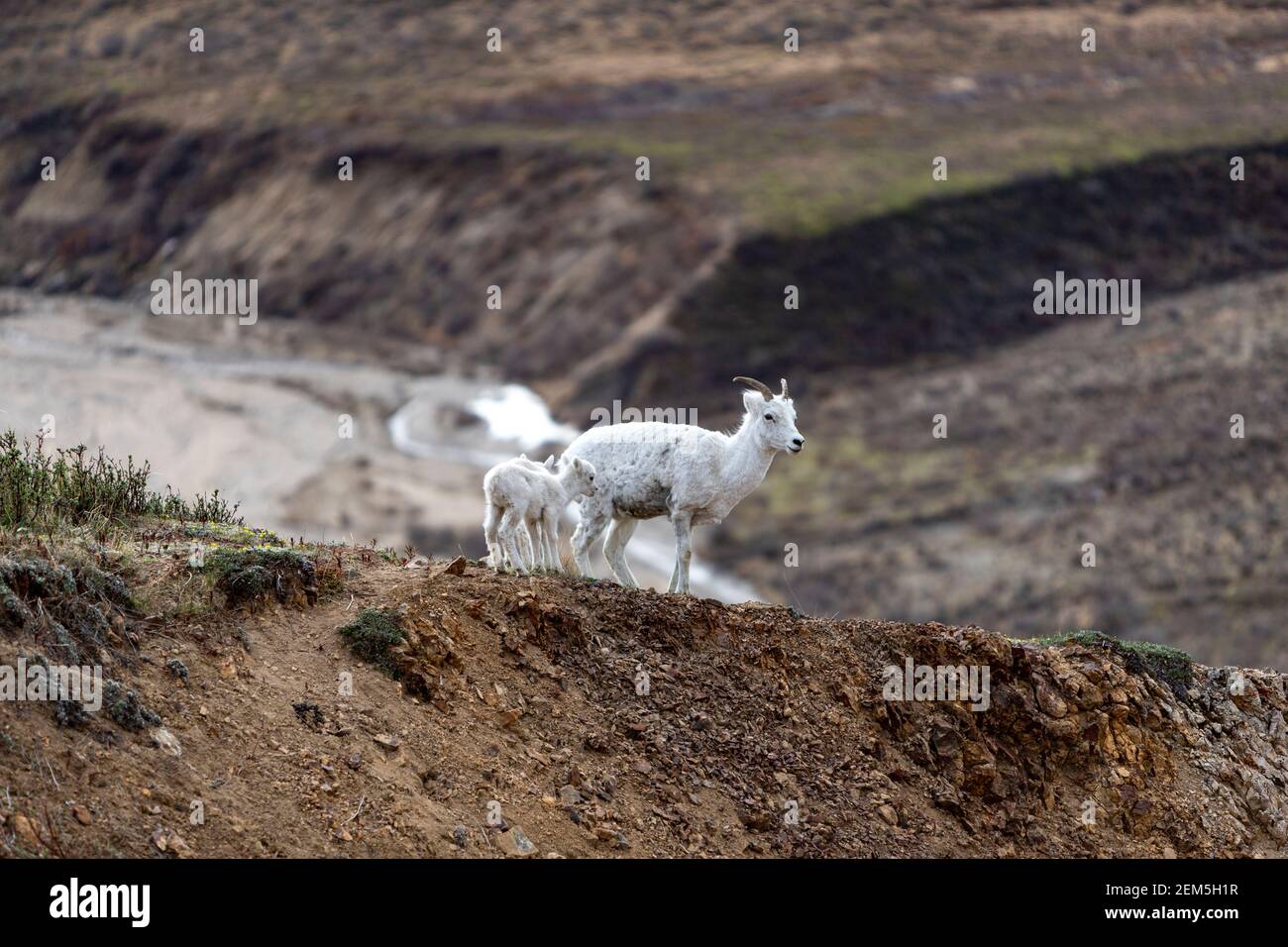 Alaskan dall sheep hi-res stock photography and images - Alamy