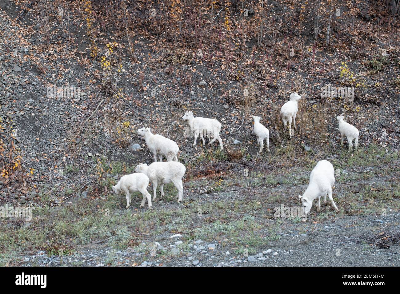Dall Sheep. Denali Park, Alaska Stock Photo - Alamy