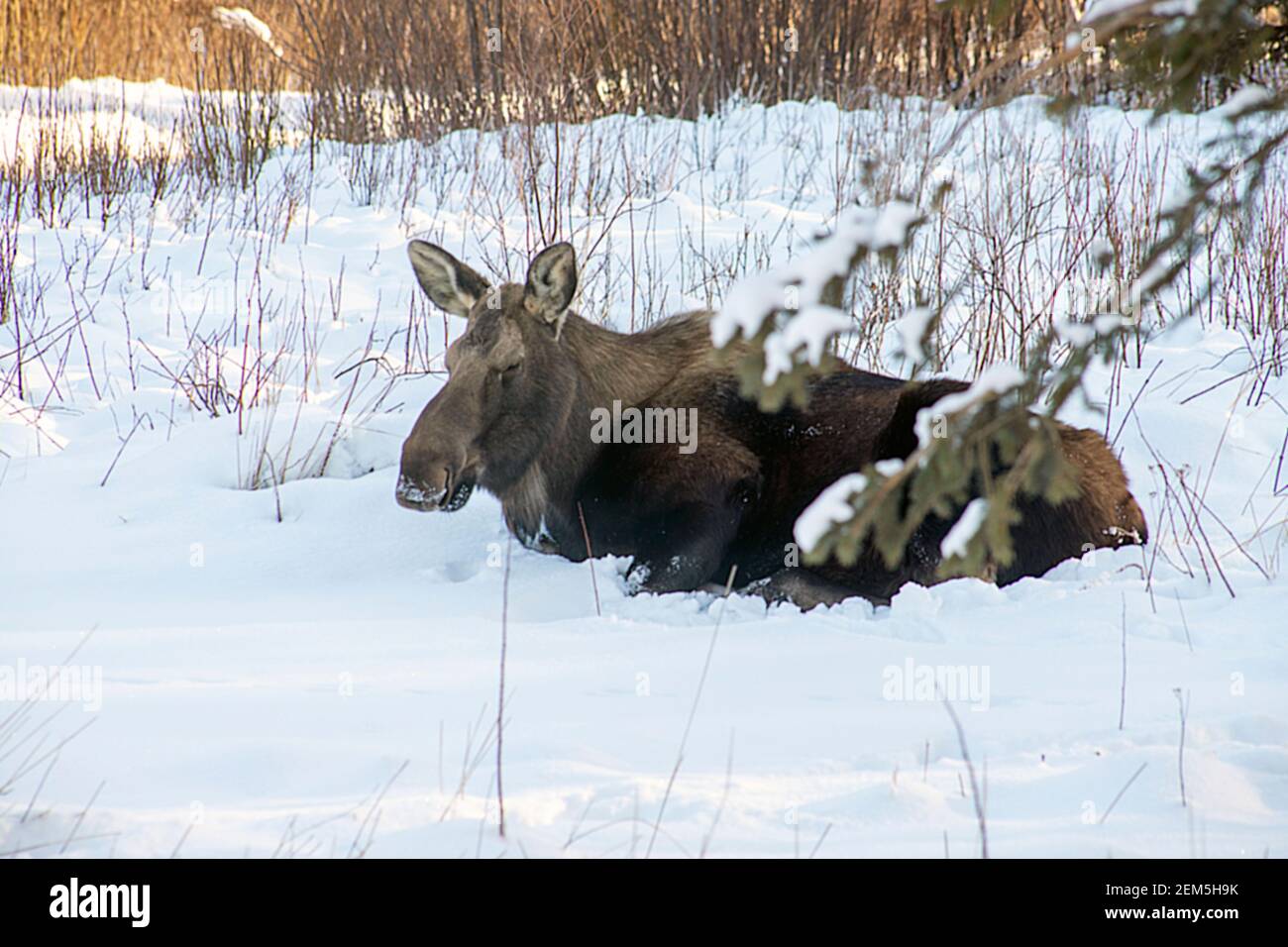 Moose Laying Down High Resolution Stock Photography and Images - Alamy