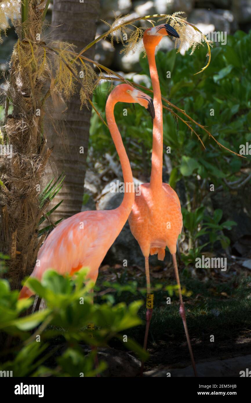 American flamingo in habitat hi-res stock photography and images - Alamy