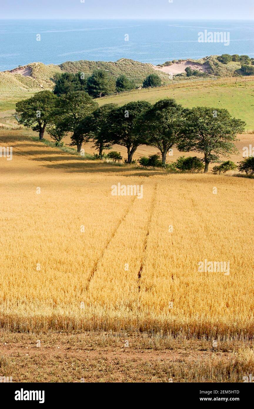 Lunan bay trees hi-res stock photography and images - Alamy