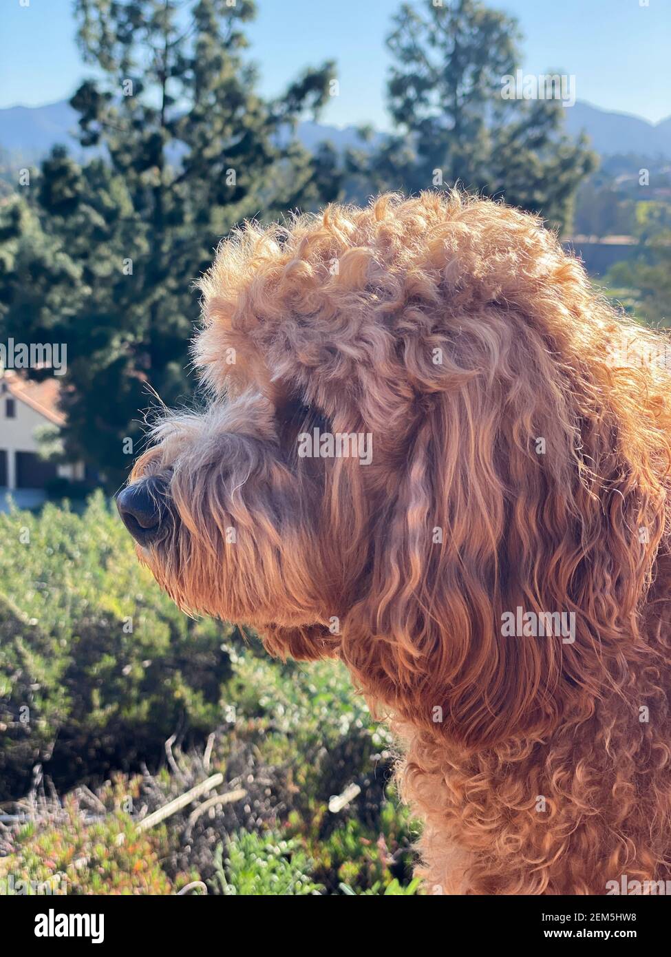 Cavapoo dog outside in the garden, mixed -breed of Cavalier King ...