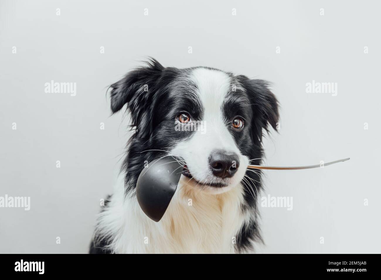 Funny portrait of cute puppy dog border collie holding kitchen spoon ...
