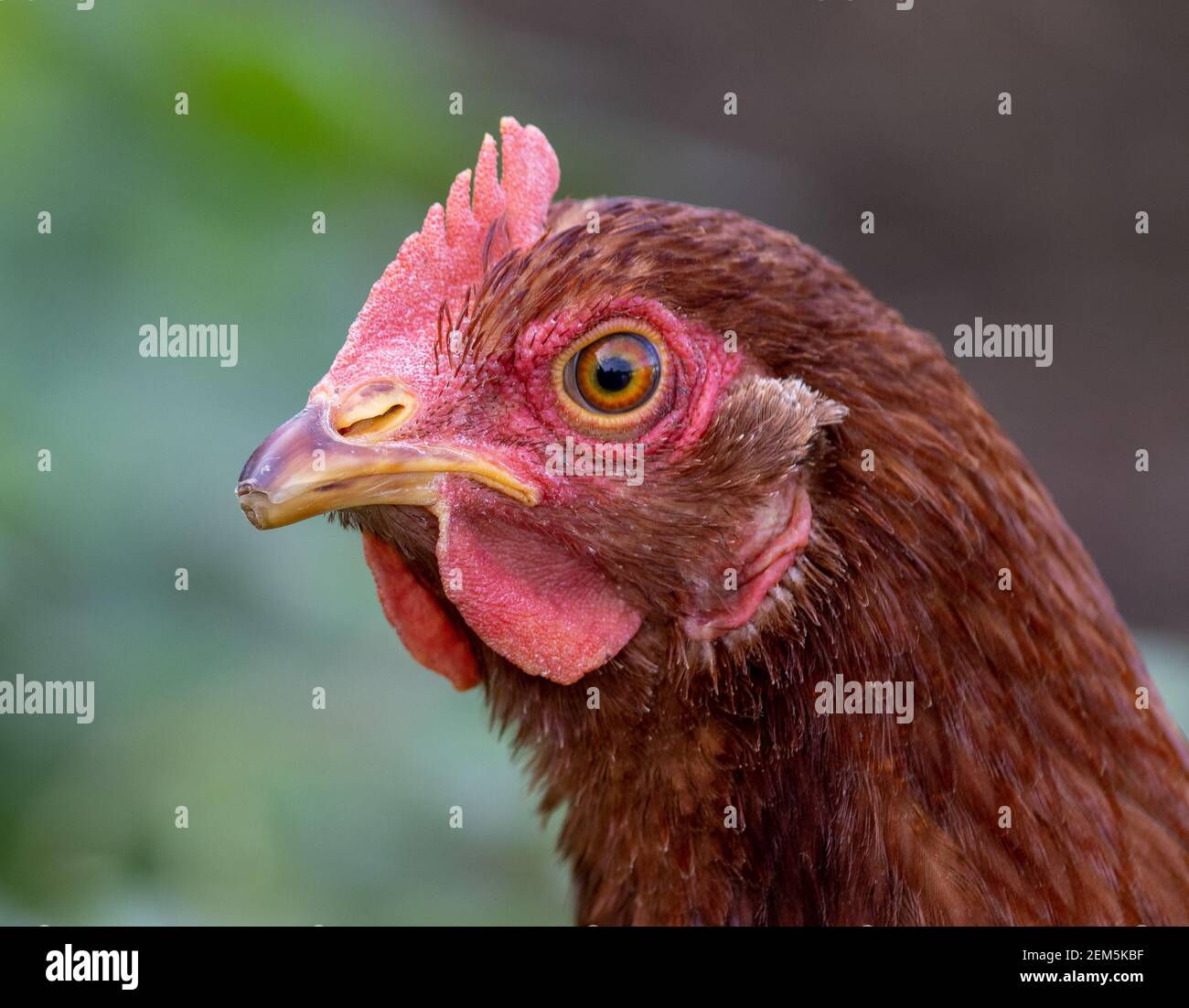 Chicken Brown Eyes High Resolution Stock Photography and Images - Alamy