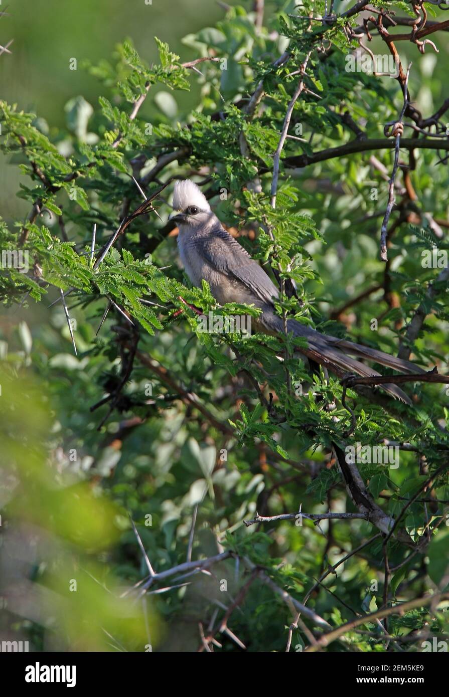 White-headed Mousebird (Colius leucocephalus) adult perched in acacia ...