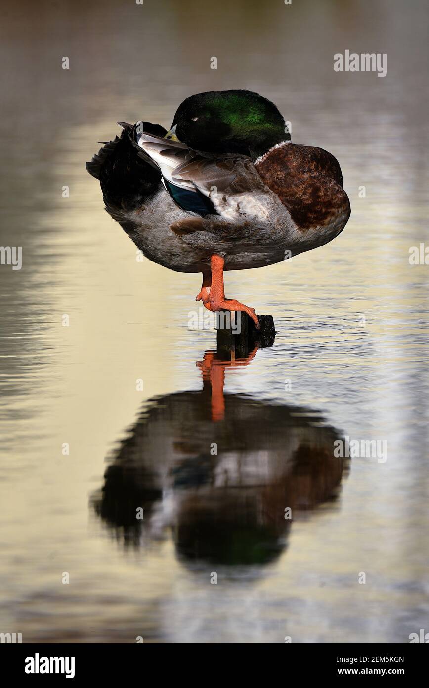 Reflections of mallard duck on water in vertical format Stock Photo - Alamy