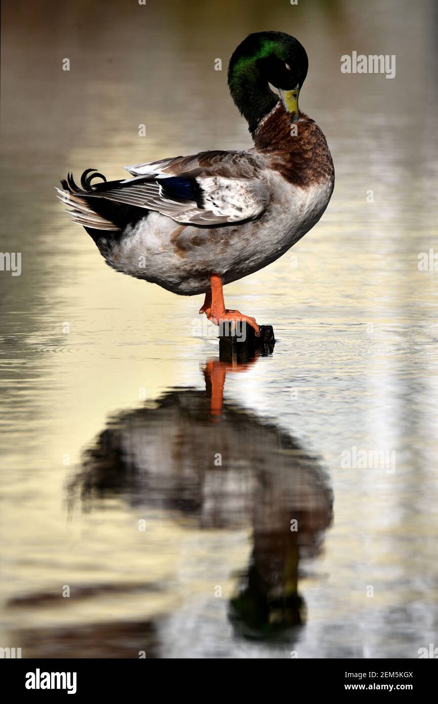 Reflections of mallard duck on water in vertical format Stock Photo - Alamy