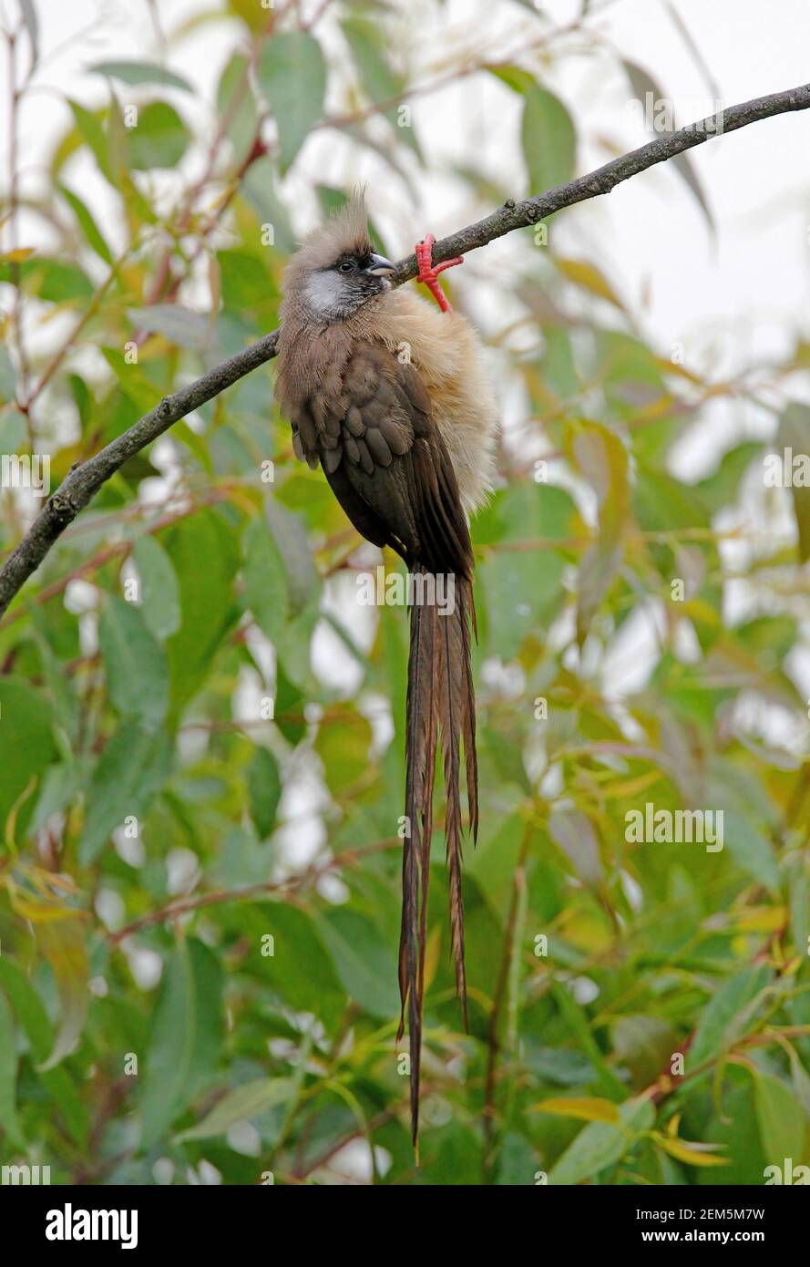 Speckled Mousebird (Colius striatus kikuyuensis) adult hanging from a ...