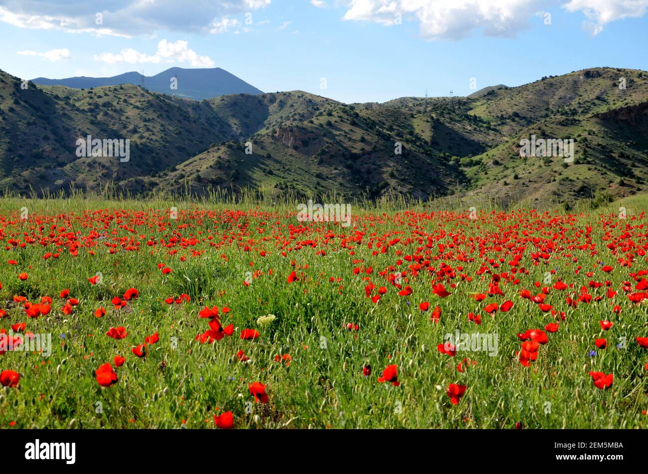 beautiful poppy meadow with mountain backdrop in Armenia Stock Photo ...
