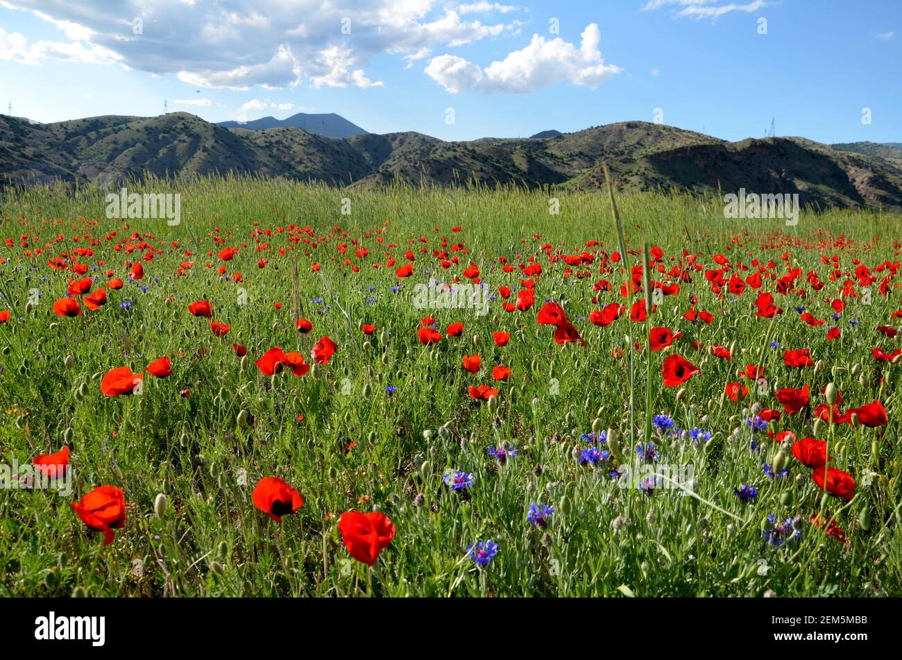 beautiful poppy meadow with mountain backdrop in Armenia Stock Photo ...