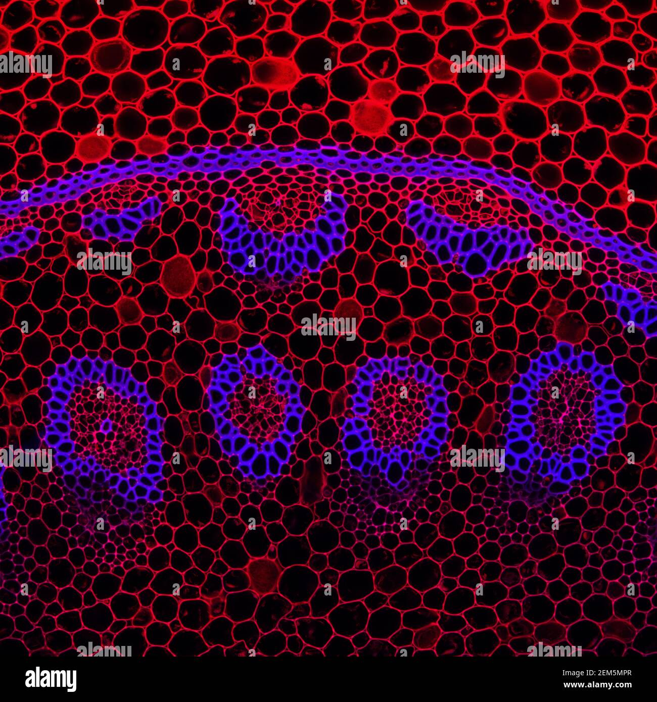 Convallaria plant microscopic sample, fluorescence signal observed with ...