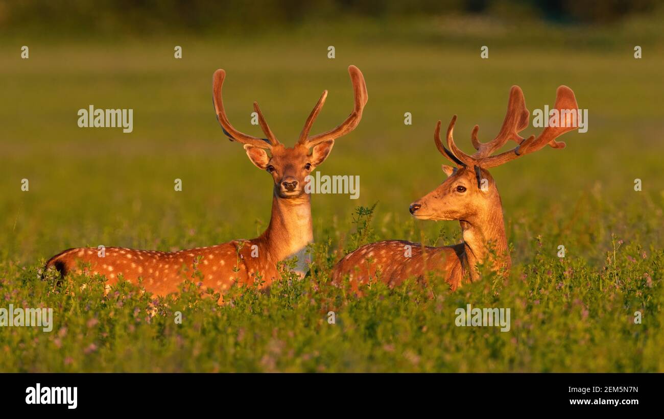 Two stags standing on hi-res stock photography and images - Alamy