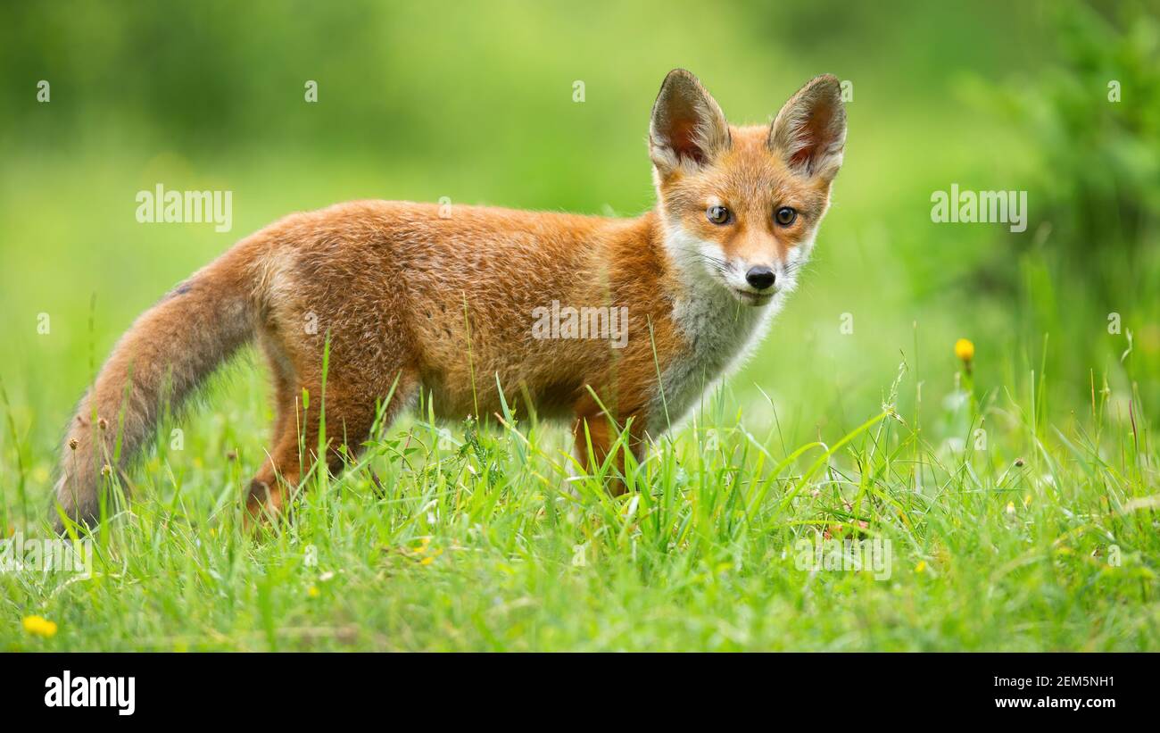 Red fox standing staring camera hi-res stock photography and images - Alamy