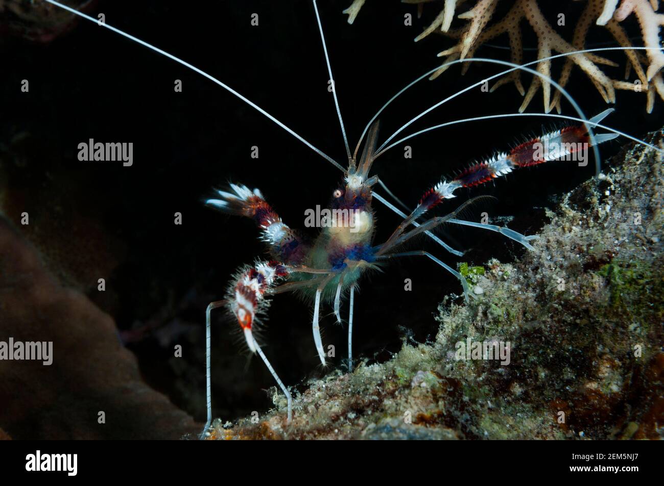 Banded boxer shrimp (Stenopus hispidus (lat.) is waiting for the ...