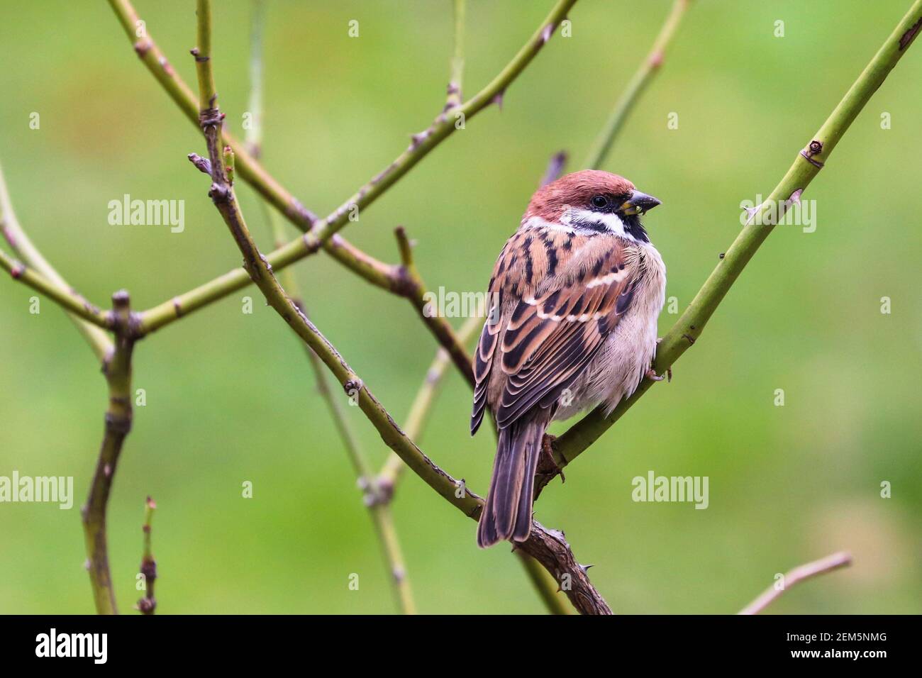 Sparrow bird perched sitting on tree rose branch. Male house sparrow ...