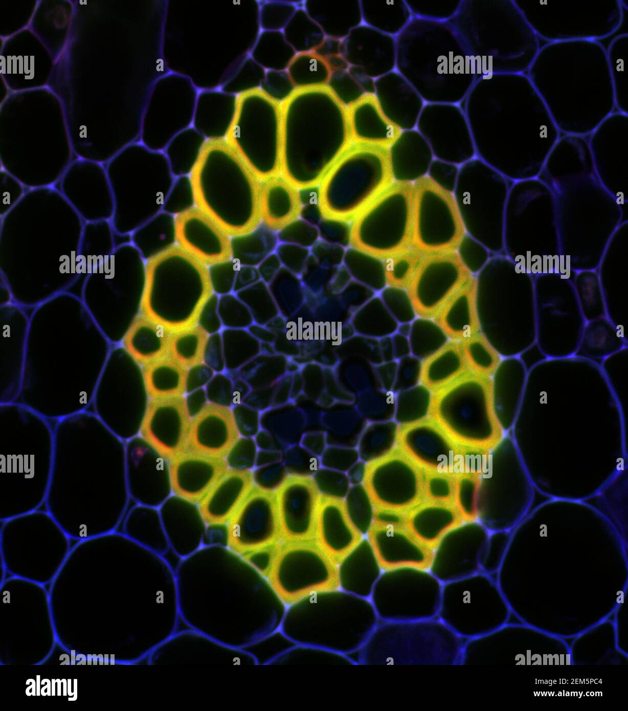 Convallaria plant microscopic sample, fluorescence signal observed with ...