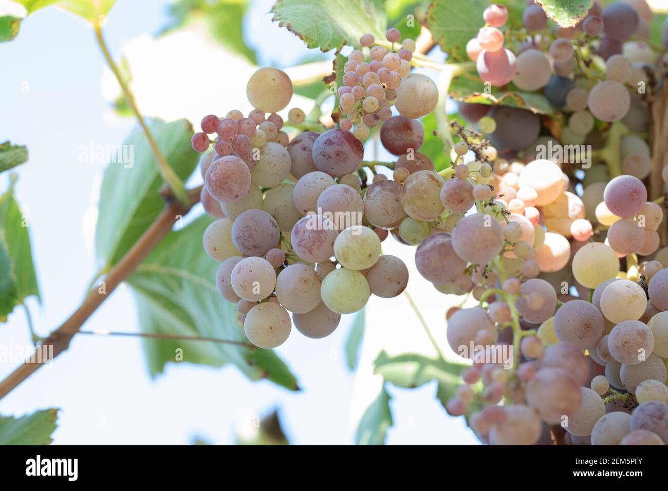 Heavy grape bunches hanging across green leaves Stock Photo - Alamy
