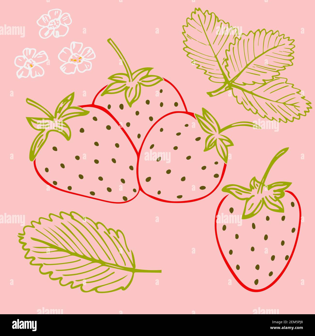 Color drawing of strawberries. Vector leaves and flowers of ...