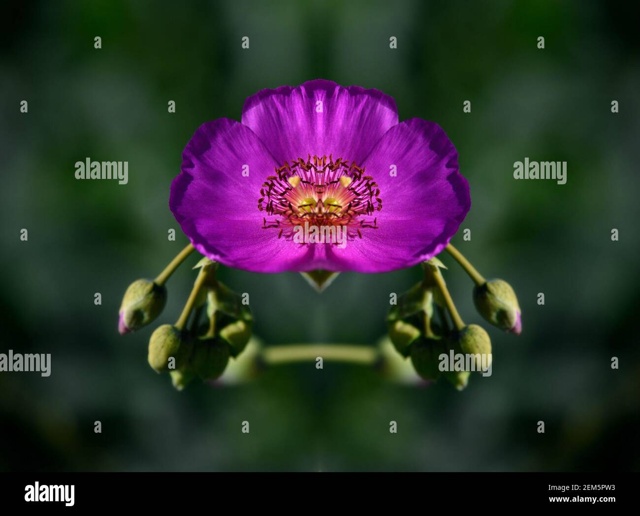 Rock purslane (Calandrinia grandiflora) a flowering plant with magenta ...