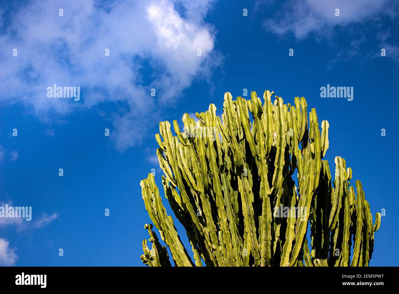 Cacti italy hi-res stock photography and images - Alamy