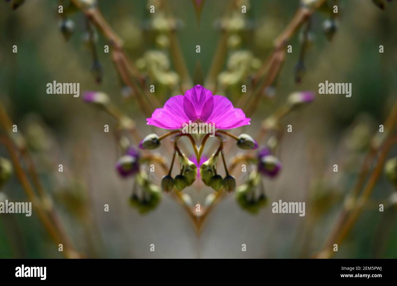 Rock purslane (Calandrinia grandiflora) a flowering plant with magenta ...