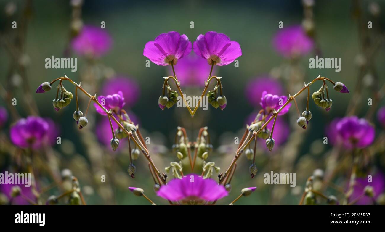 Rock purslane (Calandrinia grandiflora) a flowering plant with magenta ...