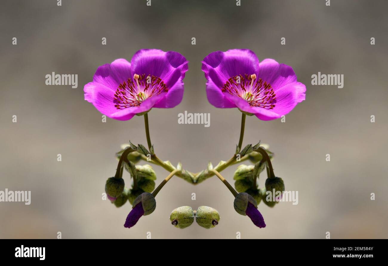 Rock purslane (Calandrinia grandiflora) a flowering plant with magenta ...