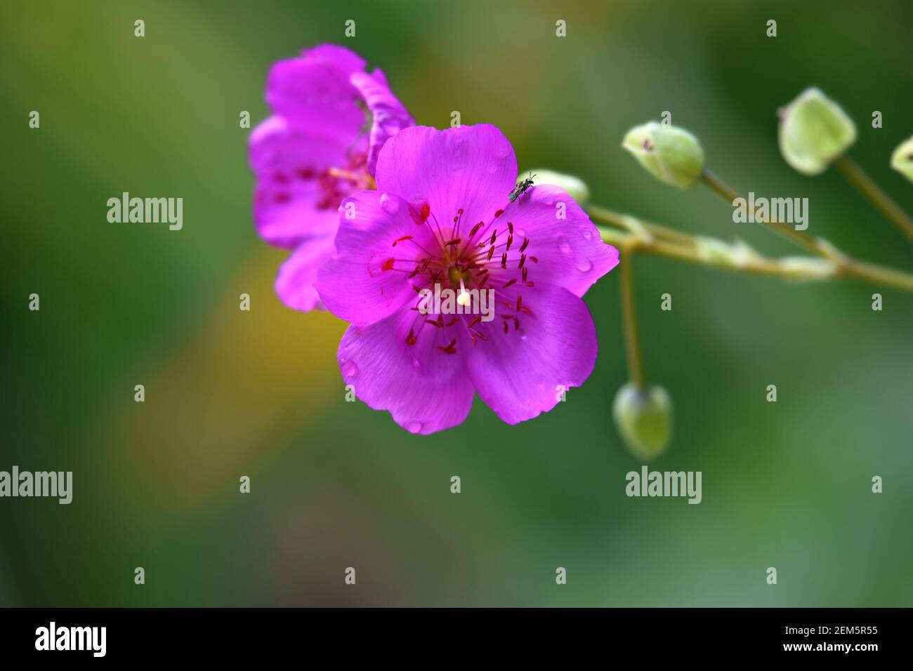 Rock purslane (Calandrinia grandiflora) a flowering plant with magenta ...