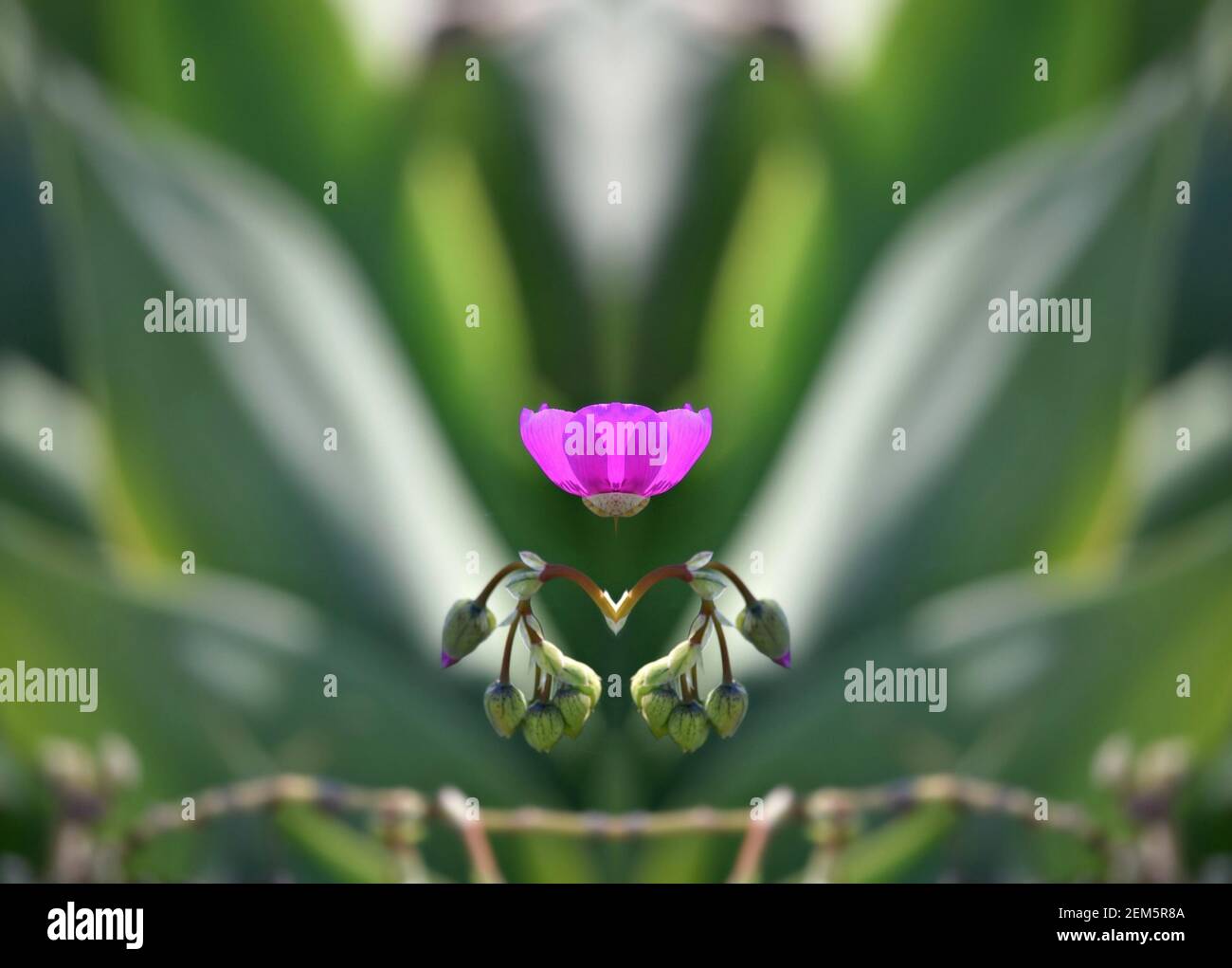 Rock purslane (Calandrinia grandiflora) a flowering plant with magenta ...