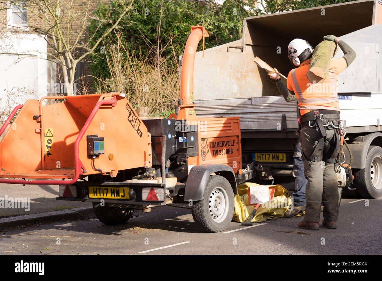 tree surgent loading the truck Timberwolf with the offcuts Stock Photo ...