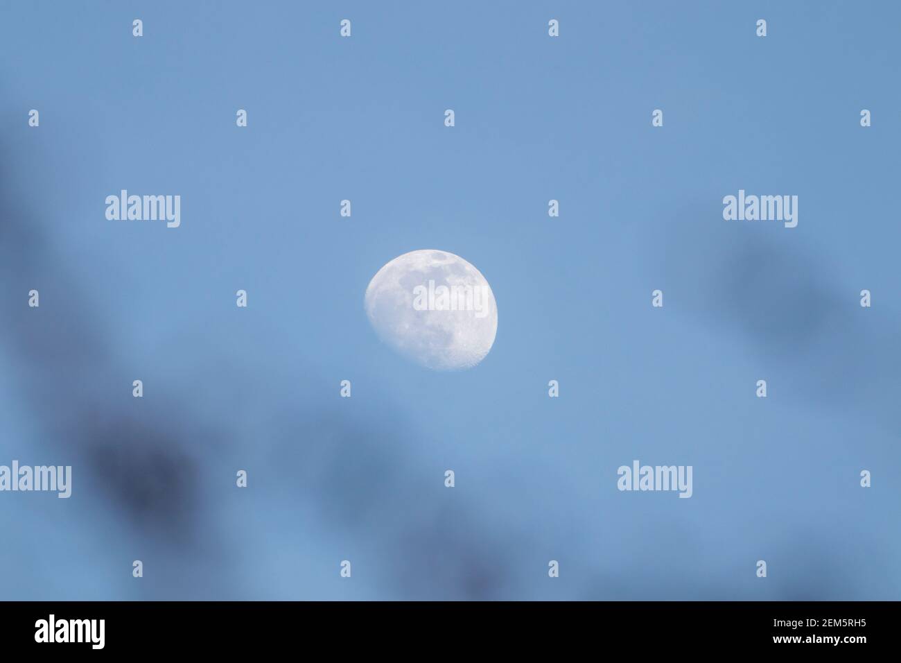 three quarters of the moon in the day sky, blurred trunks in the ...