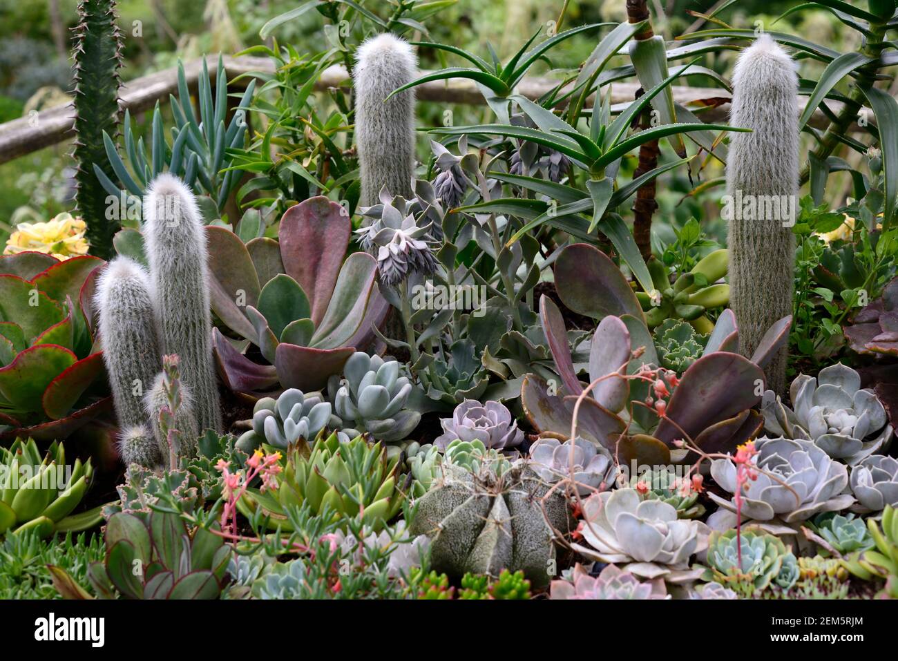 cacti,cactus,succulent,succulents,mix,mixed,display,displays,garden ...