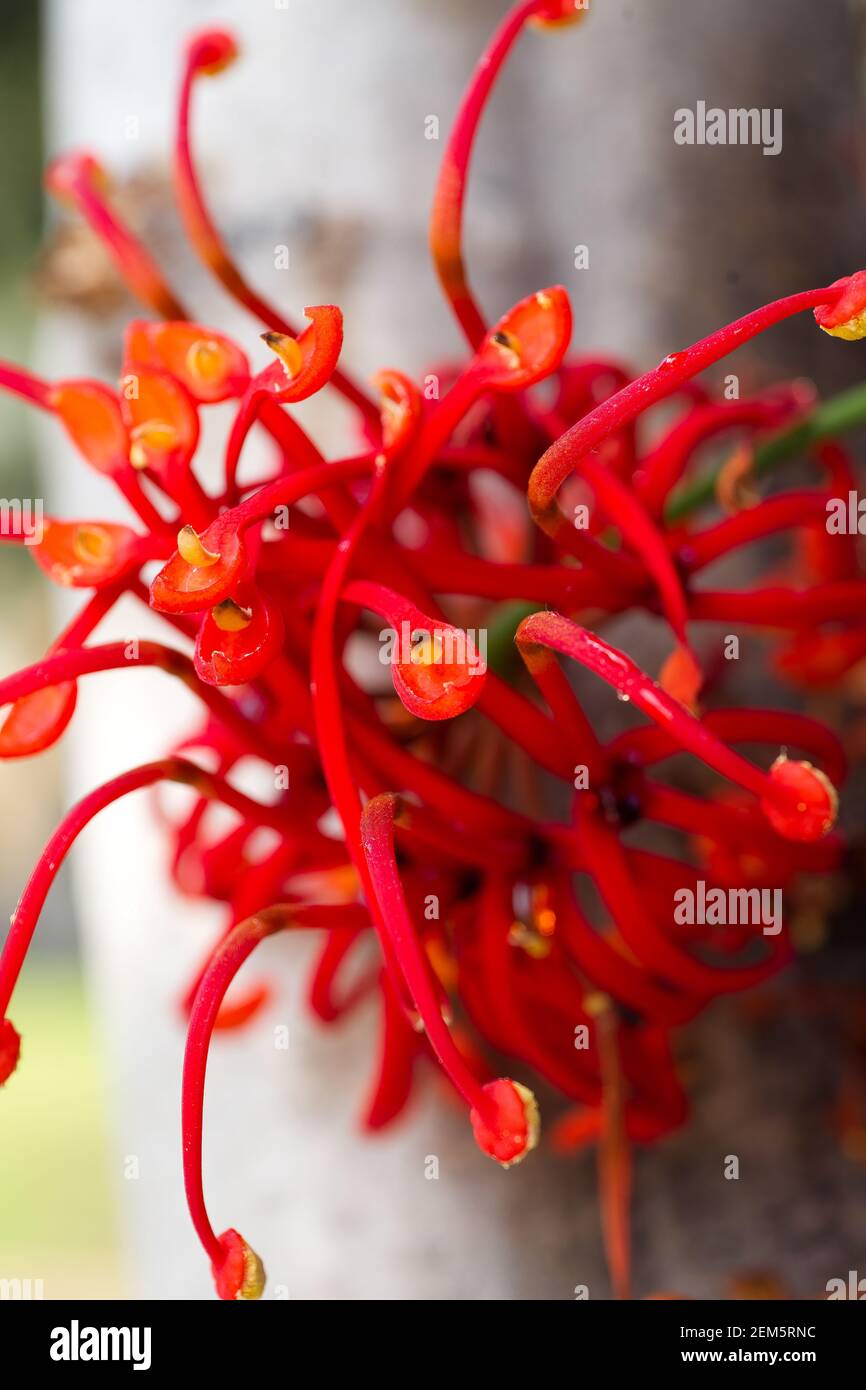 Close-up photography of a fire wheel tree (Stenocarpus sinuatus Stock ...