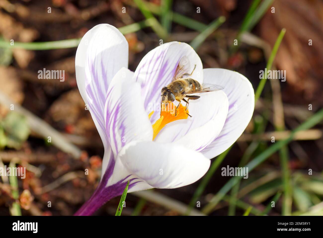 White flowering crocus of the family Iridaceae in the sun and a female ...