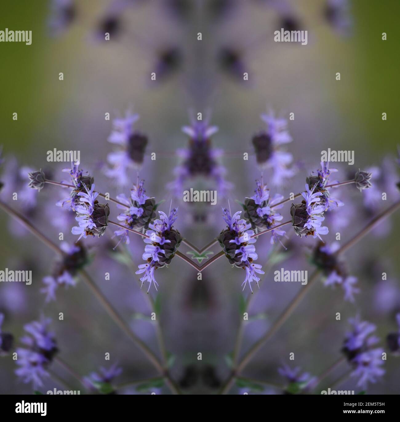 Salvia officinalis, a perennial, evergreen subshrub with purple flowers ...