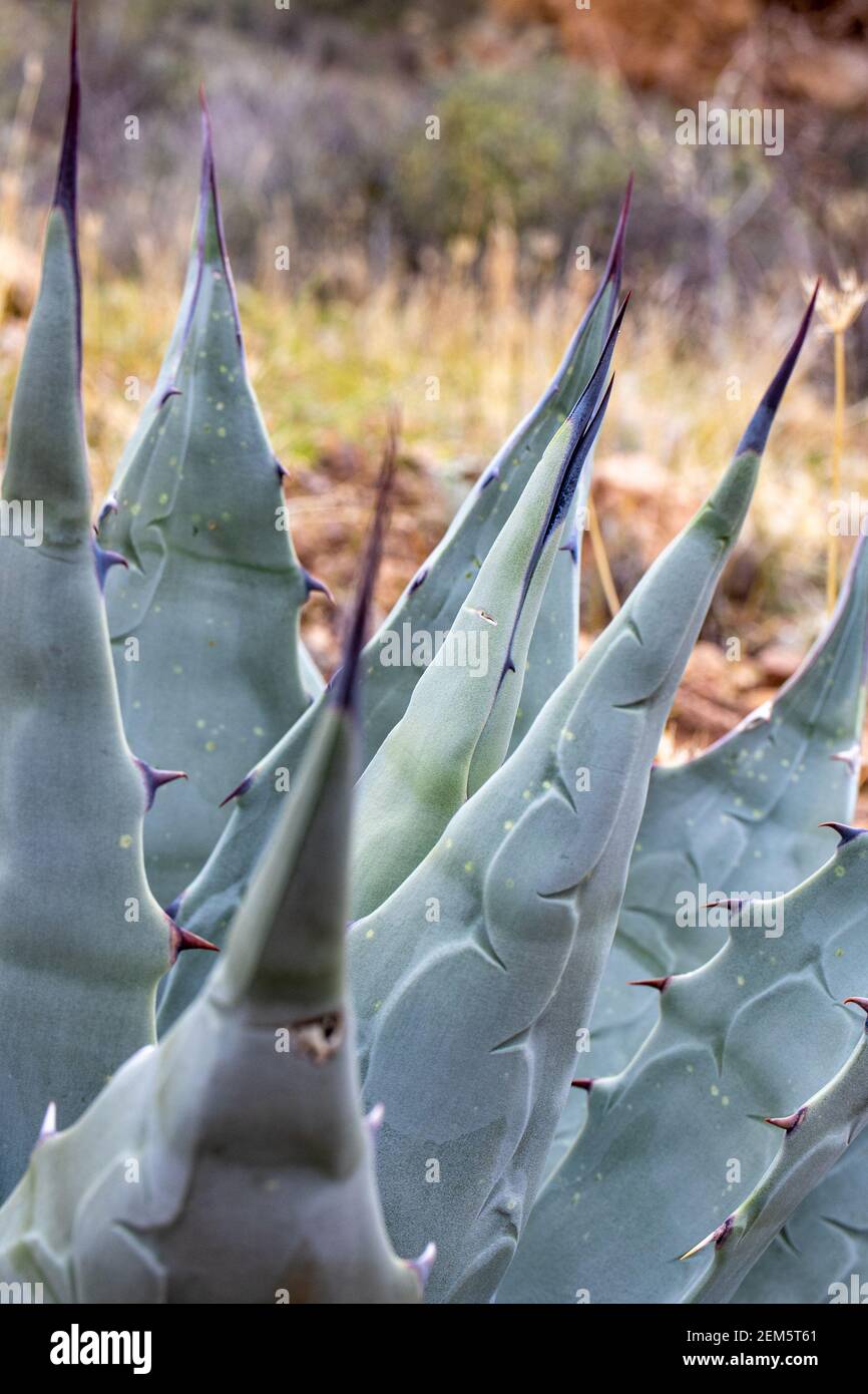 Organ Pipe Cactus National Monument Stock Photo - Alamy