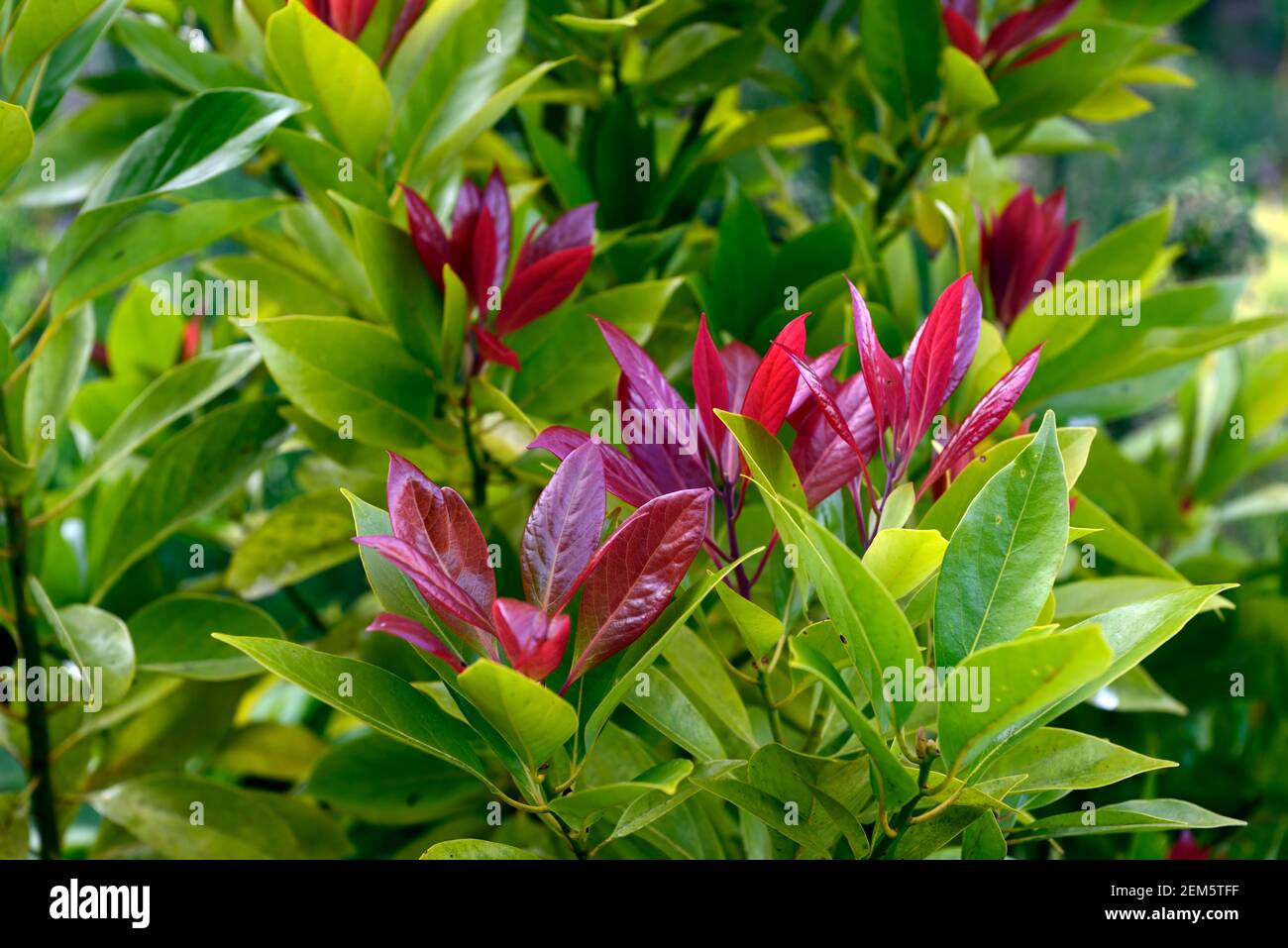 New growth trees hi-res stock photography and images - Alamy