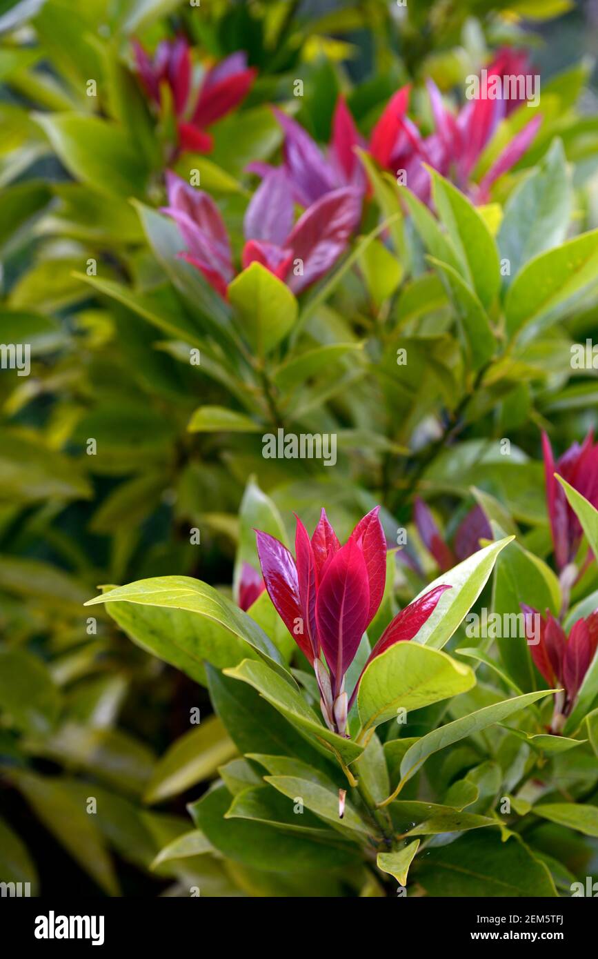 Persea thunbergii,Machilus,Japanese bay,red leaves,new growth,trees ...