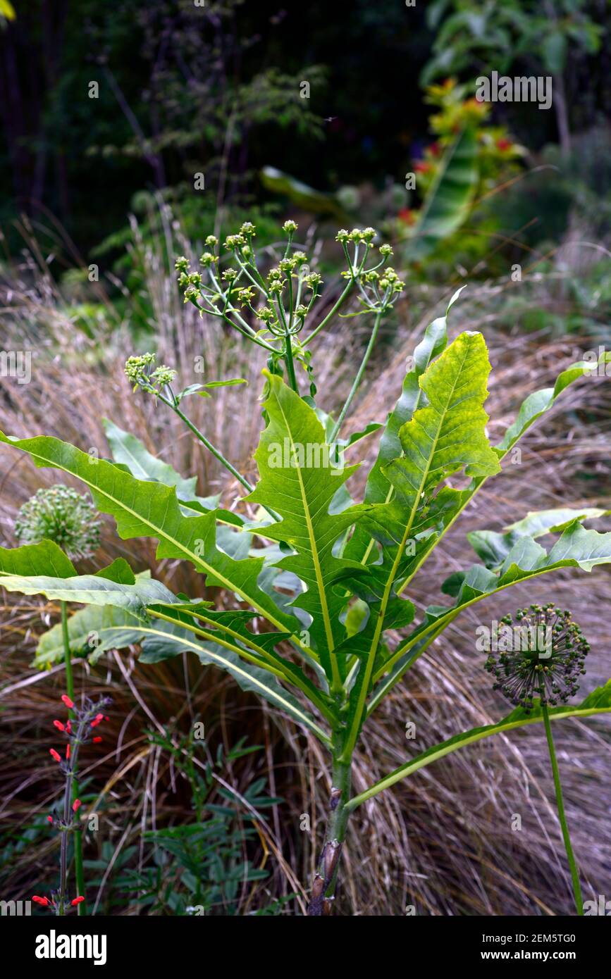 Giant sow thistle hi-res stock photography and images - Alamy