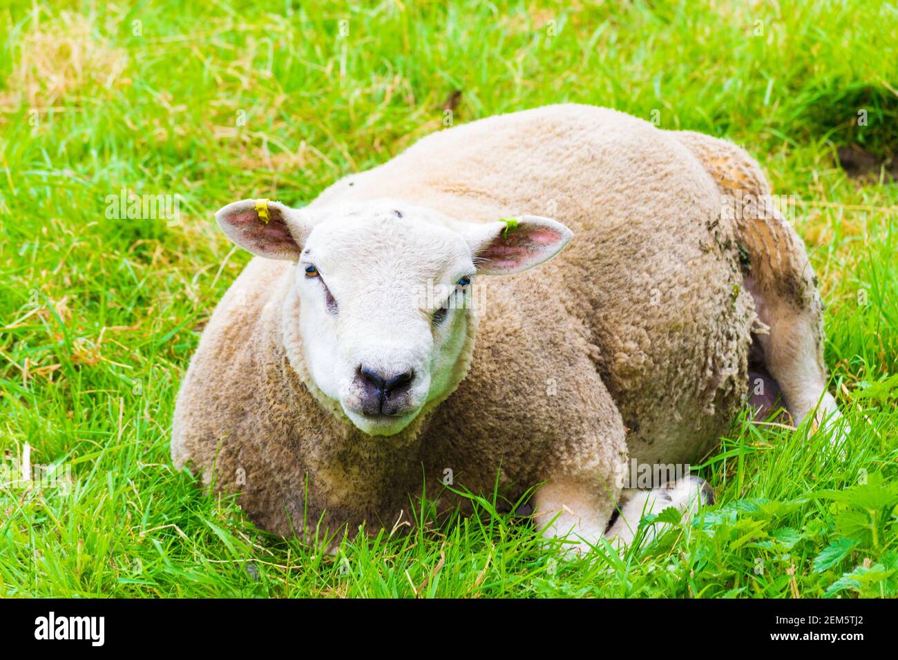 Sheared sheep relaxing on a fresh summer greenery,Kent,England Stock ...